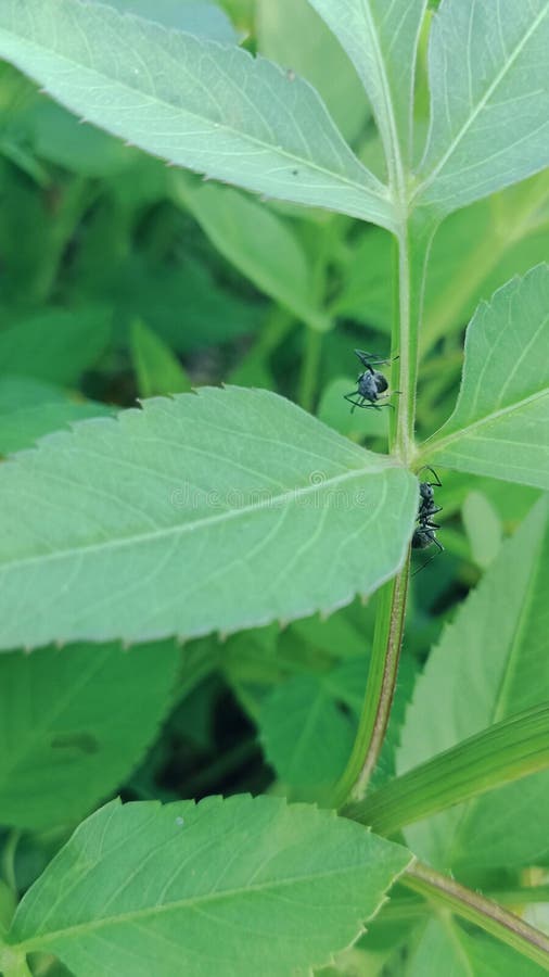 Ants Looking for Food on a Green Tree Stock Photo - Image of ants ...