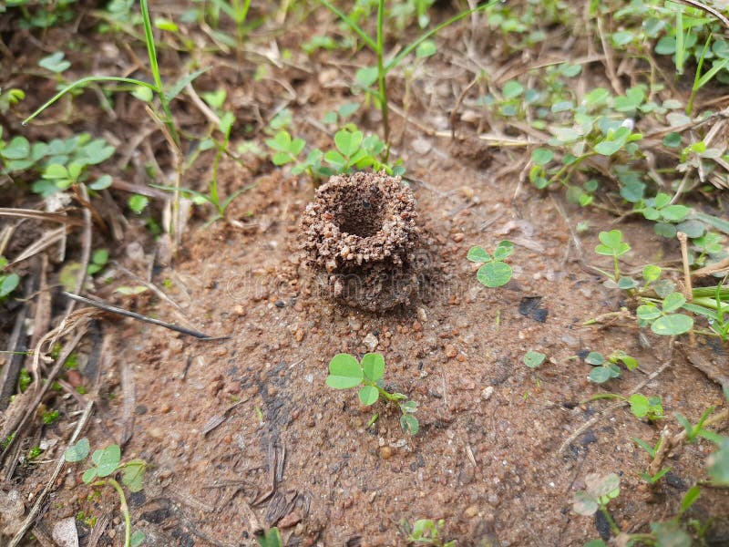 Ants are Making Their Home and Digging the Soil. Stock Image - Image of ...