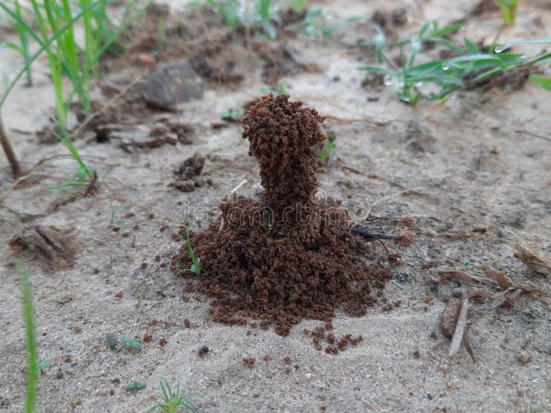 Ants are Making Their Home and Digging the Soil. Stock Image - Image of ...