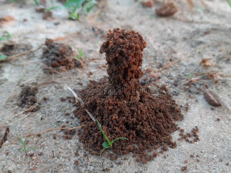 Ants are Making Their Home and Digging the Soil. Stock Image - Image of ...