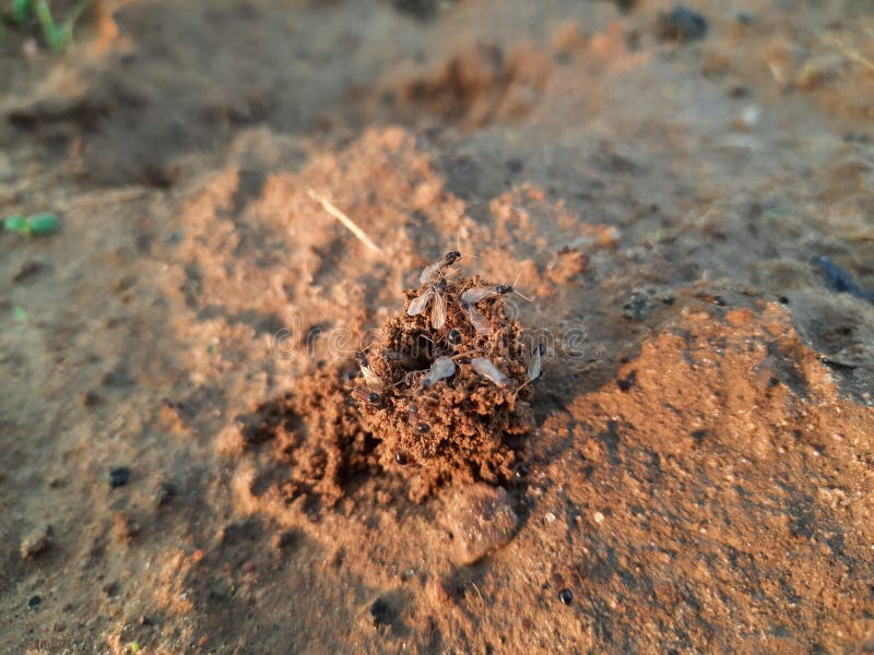 Ants are Making Their Home and Digging the Soil. Stock Image - Image of ...