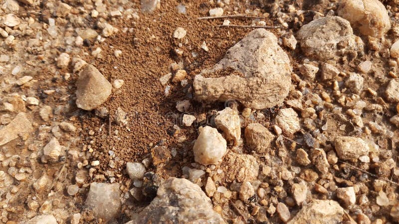 Ants are Making Their Home and Digging the Soil. Stock Footage - Video ...