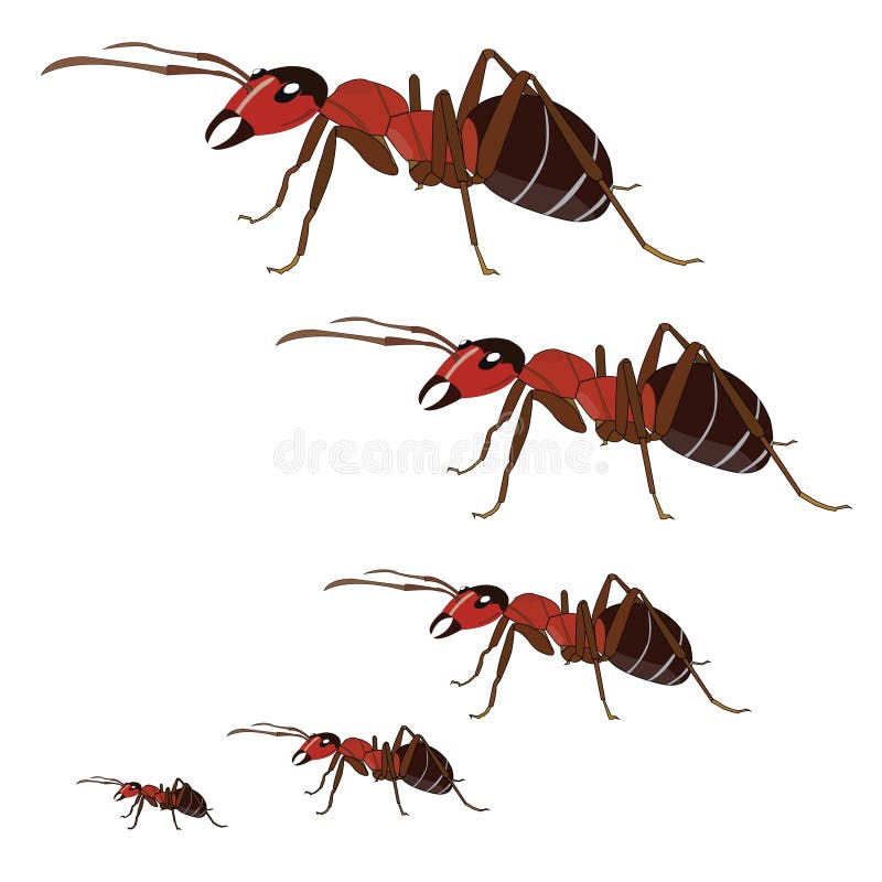 Ants, Many Ants, Red Ant Picture Stock Vector - Illustration of clip ...