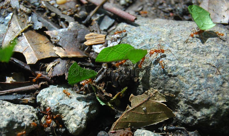 377 Marching Ants Stock Photos - Free & Royalty-Free Stock Photos from ...