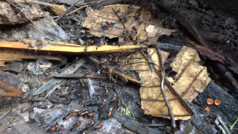 Ants Marching on Forest Floor Stock Footage - Video of insect, insects ...