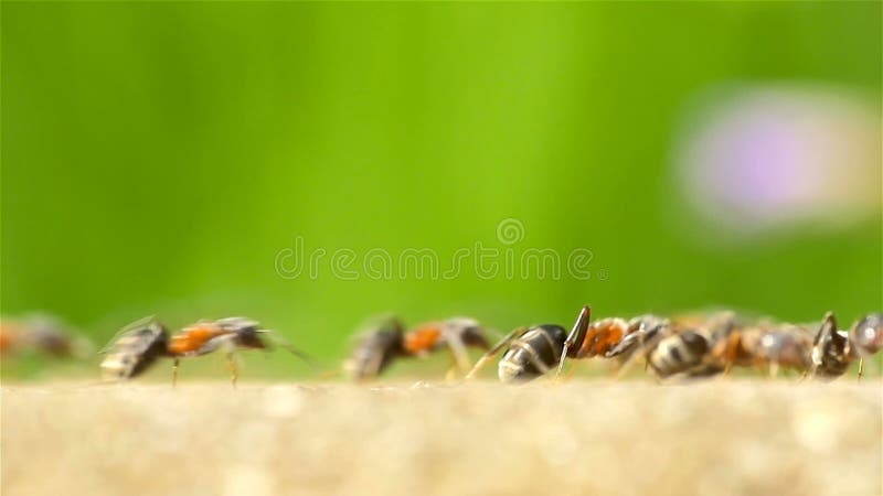 Ants Marching on Forest Path Stock Video - Video of nature, teamwork ...