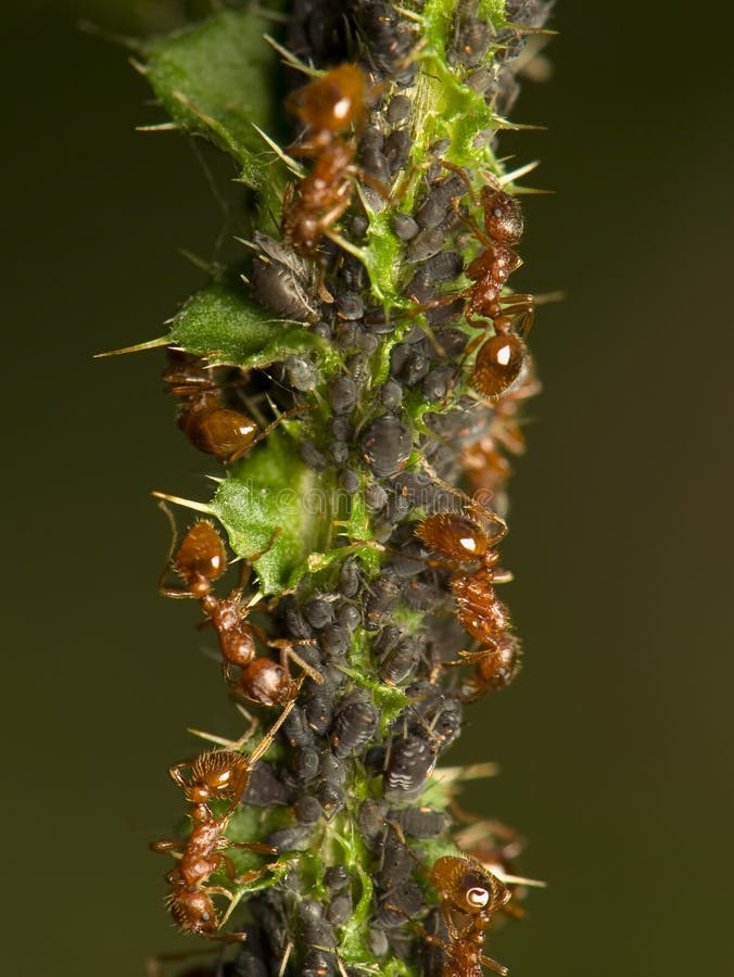 Ants milking aphids stock photo. Image of green, macro - 20810078
