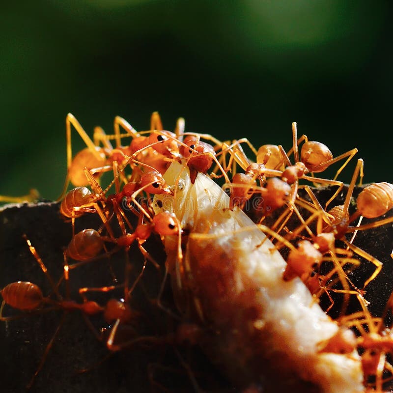 Ants Move Some Food into Ant S Nest Stock Image - Image of creature ...