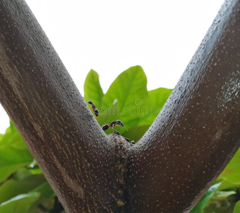 Ants Moving on Almond Tree Stem in the Ground Stock Photo - Image of ...
