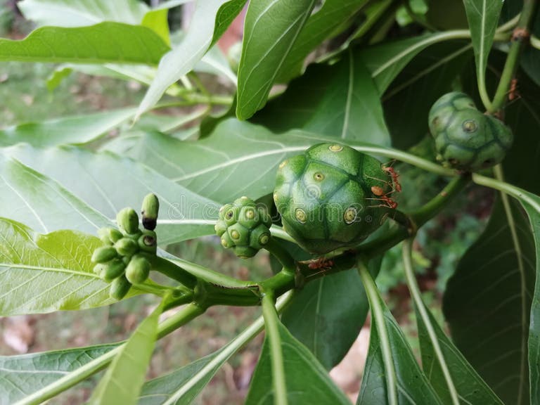 Ants Moving on Branches of a Tree Stock Image - Image of moving, tree ...