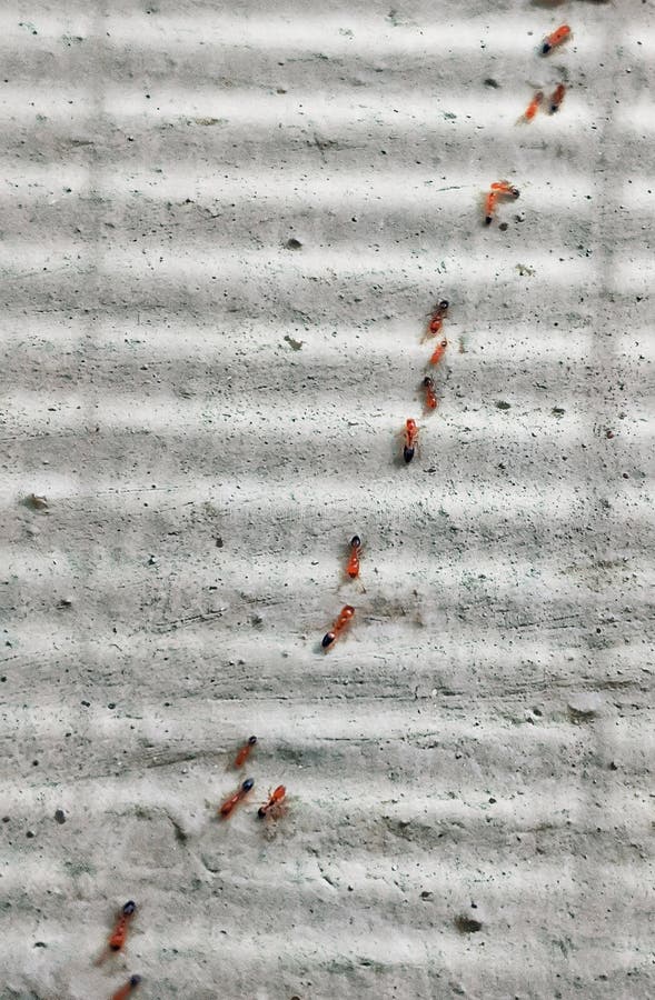661 Ants Line Stock Photos - Free & Royalty-Free Stock Photos from ...