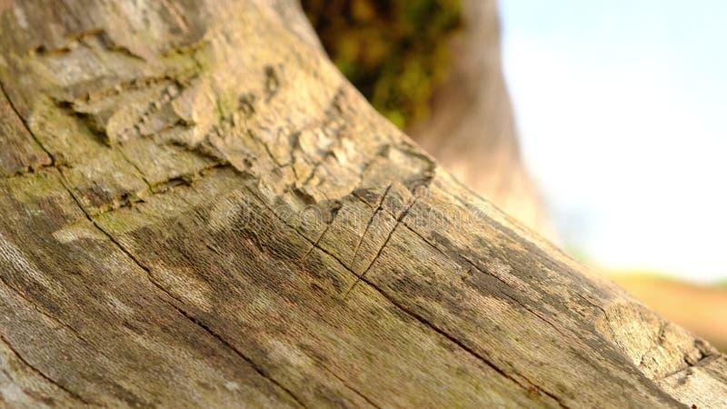 Ants Moving on the Trunk of a Dead Tree Stock Video - Video of season ...