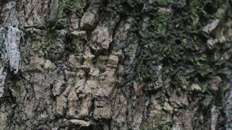 Ants Moving Upwards on Trunk of Tree. Stock Footage - Video of trunk ...