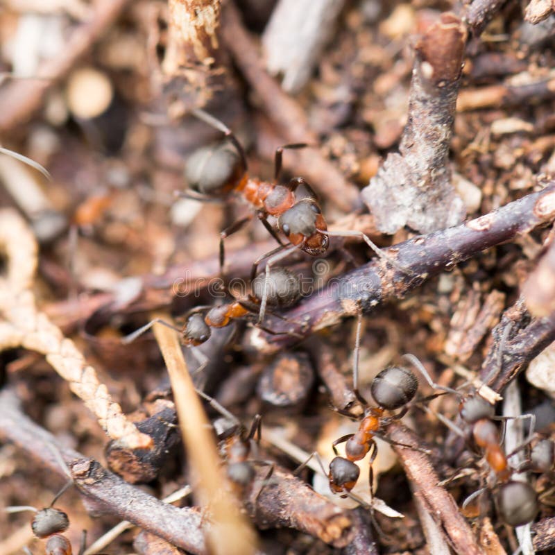 Ants in nature. close-up stock image. Image of wood, woods - 89400359