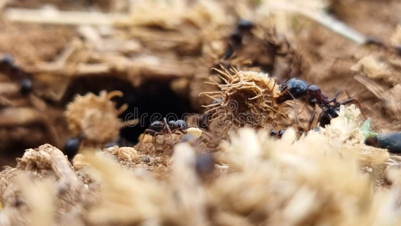 Ants Nest Ant Working Close Up Stock Photo - Image of micro, macro ...