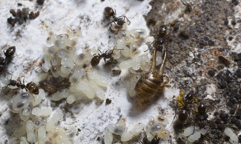 Ants nest stock image. Image of pest, antenna, outdoor - 31578289