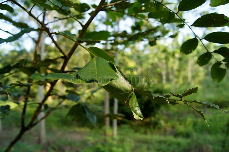 Ants Nest in the Trees a Green Leaves Stock Photo - Image of foliage ...