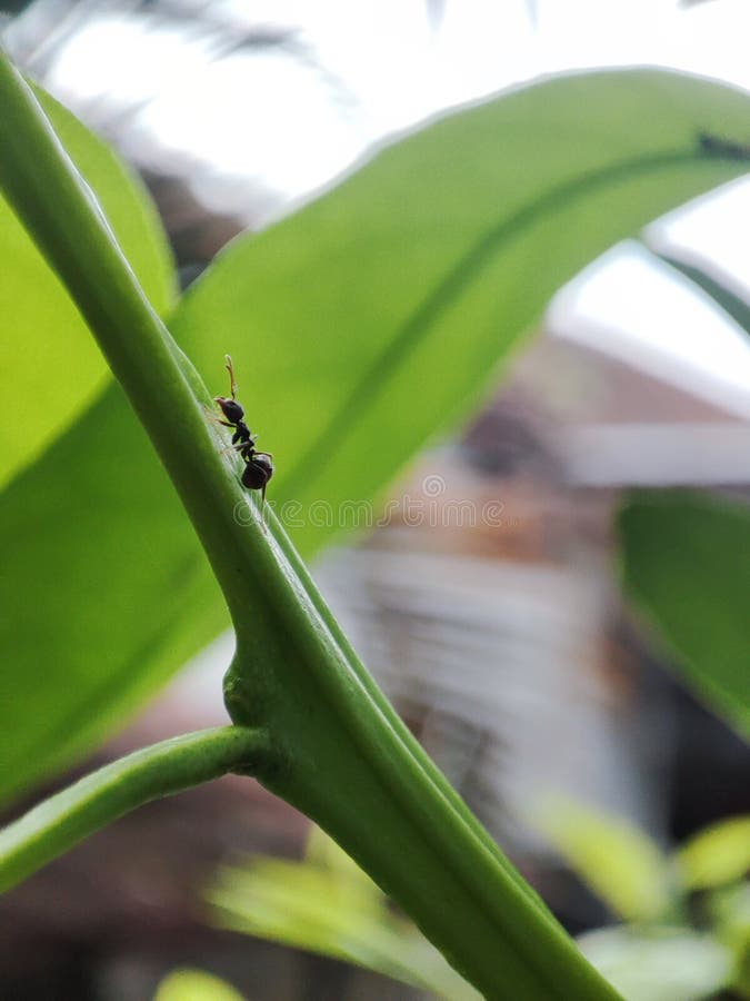 Ants that are Nesting on the Leaves, while the Leaves Themselves are ...