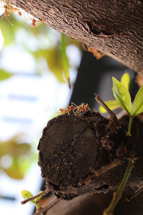 Ants Nesting on a Tree during the Day Stock Image - Image of chocolate ...