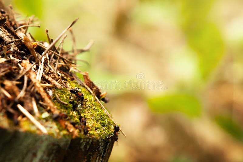 Ants on an Old Stump in the Forest Build an Anthill. Stock Image ...