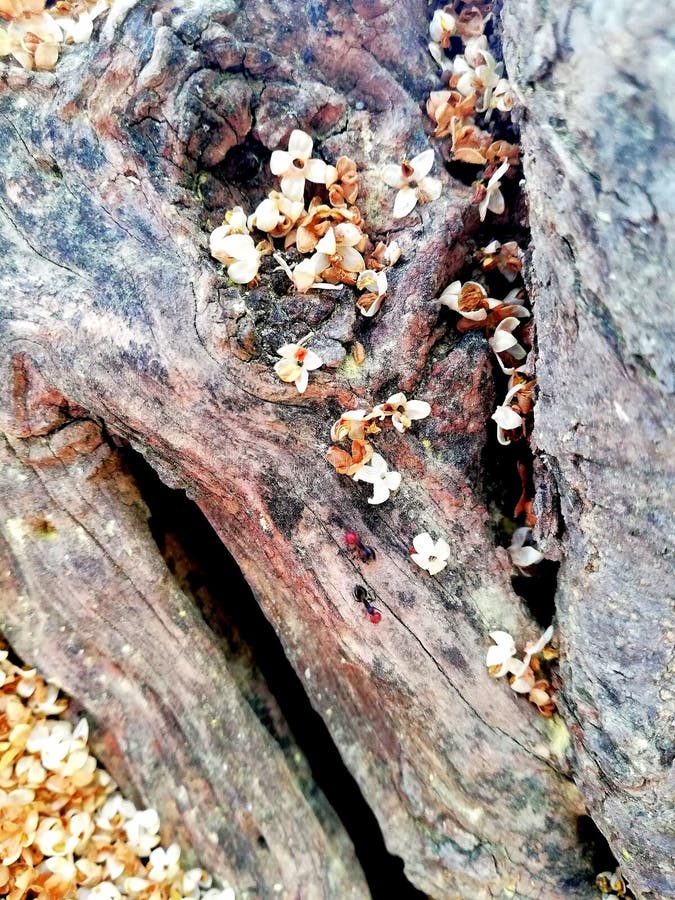 Ants on a olive tree trunk stock image. Image of ants - 148015263