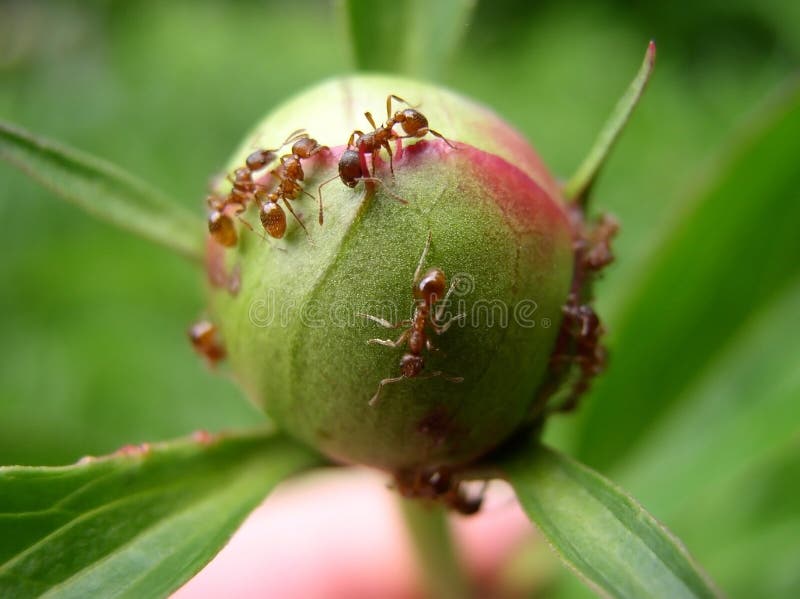 Ants and Peony stock image. Image of closeup, pest, flora - 367057