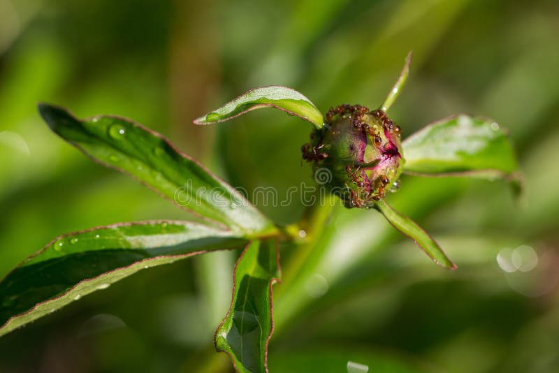 Ants on a Peony Bud, Green Background, Close-up Stock Image - Image of ...