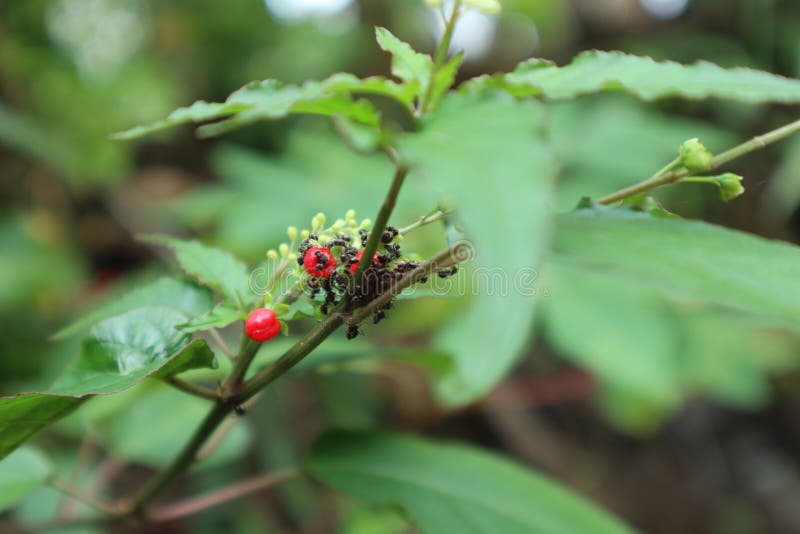 Ants and plants stock image. Image of leaf, crawling - 261681877