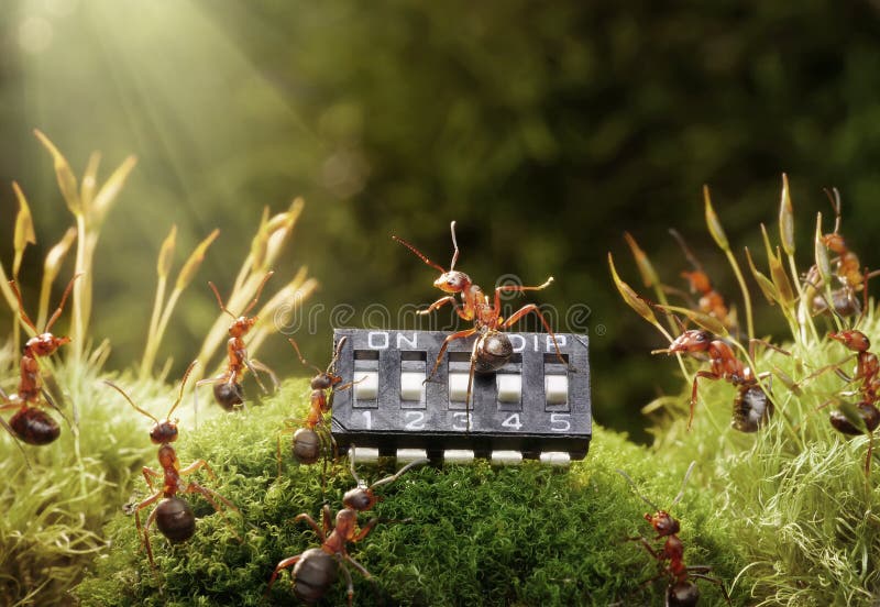 Ants playing stock image. Image of ants, formica, animals - 22912887