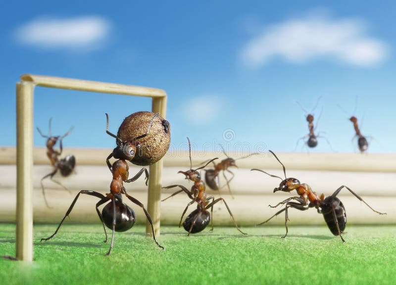 Sport Team of Ants Playing Soccer Stock Image - Image of irony, ball ...