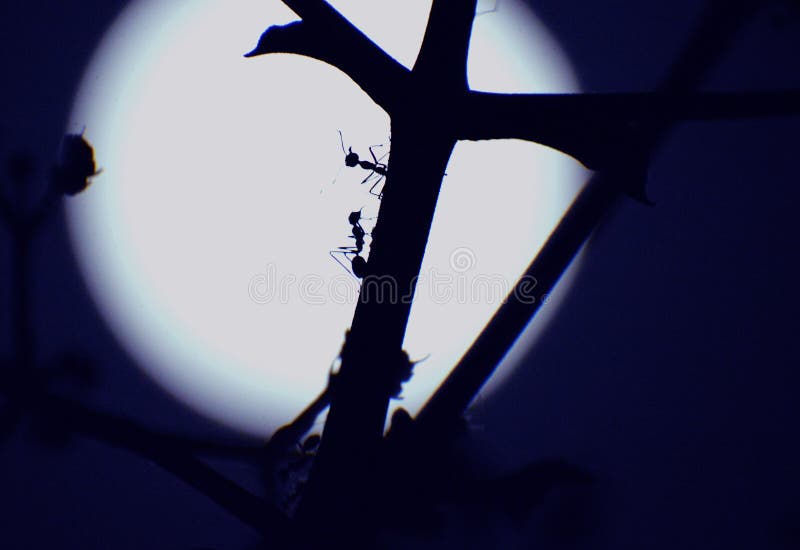 Animal Crossing Wallpaper Dark Mode Stock Photos - Free & Royalty-Free ...