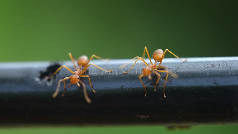Ants on the Power Cable India Stock Video - Video of small, power ...