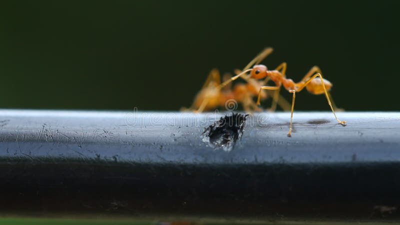 Ants on the Power Cable India Stock Video - Video of body, close: 295856357