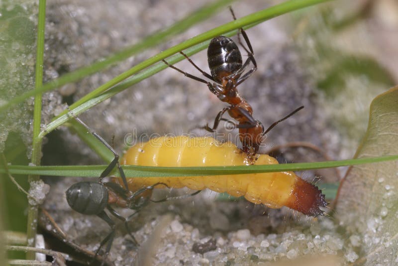 Ants Pulling a Grub Gnawing it Stock Photo - Image of environmental ...