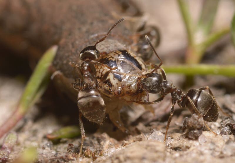 Ants Pulling a Grub Gnawing it Stock Photo - Image of environmental ...
