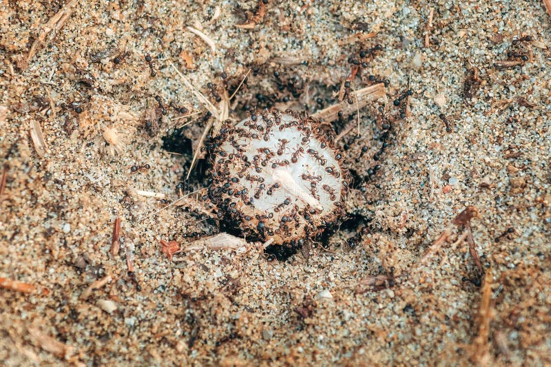 Ants Pushing Fruit into Nest Hole Stock Photo - Image of summer ...