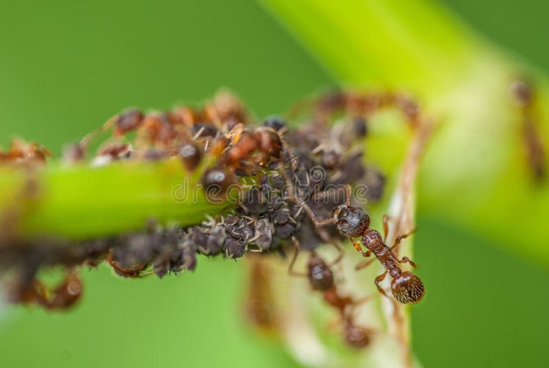 Locust 1 stock image. Image of animal, devour, mandible - 1668889