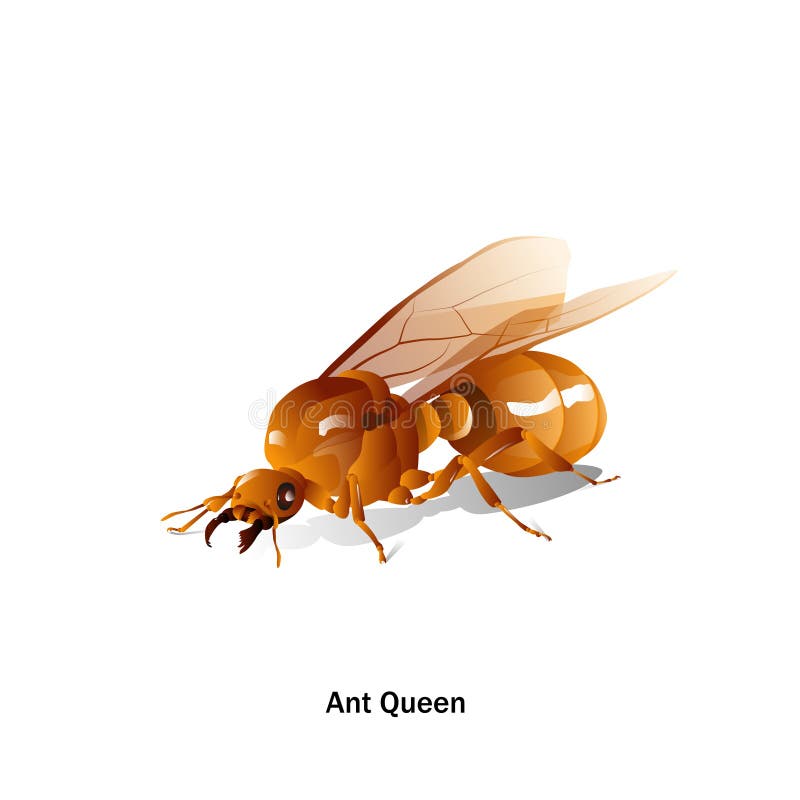 Queen Ant Stock Illustrations – 191 Queen Ant Stock Illustrations ...