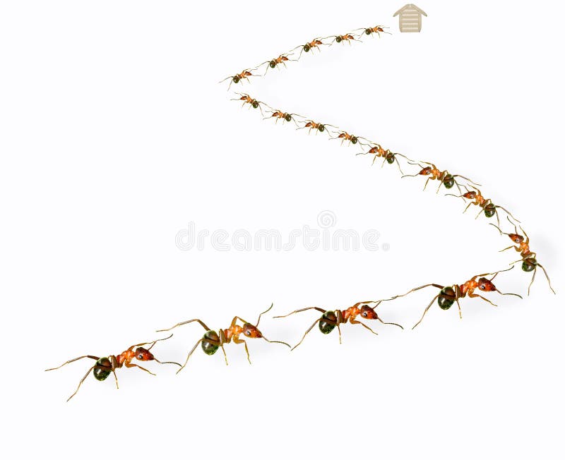 Ants queue stock photo. Image of queue, group, animals - 27960158