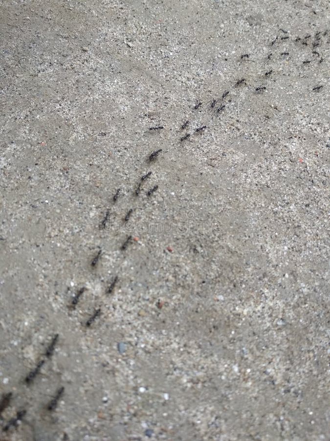 Ants queue stock photo. Image of queue, group, animals - 27960158
