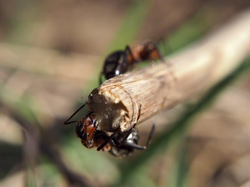 Ants race playing game stock image. Image of wildlife - 89696133