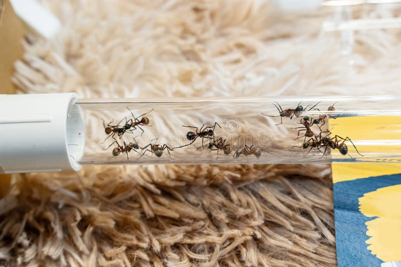 Ants for raising stock image. Image of tree, jungle - 323840867