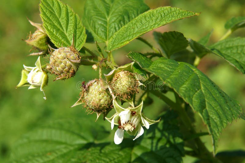 Ants on raspberry stock photo. Image of dieting, raspberry - 81200330