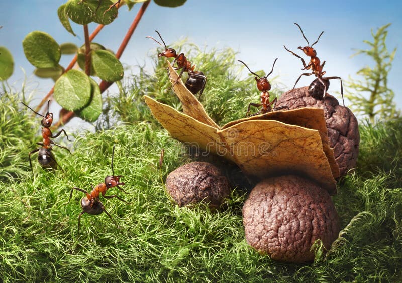 Ants read book stock photo. Image of forest, fairytale - 66413910