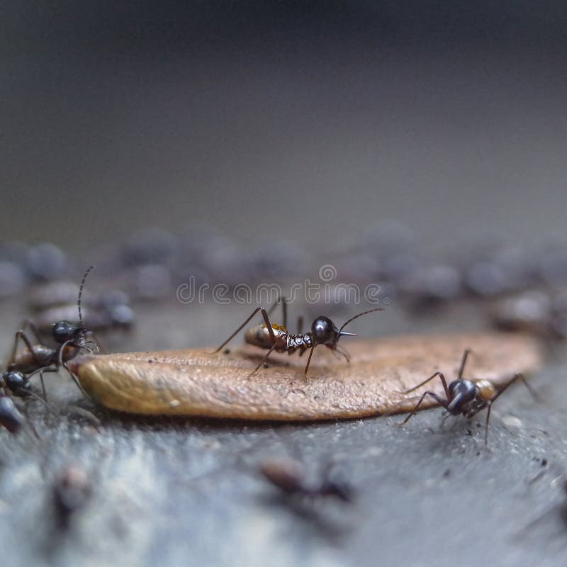 Ants Leadership Stock Photos - Free & Royalty-Free Stock Photos from ...