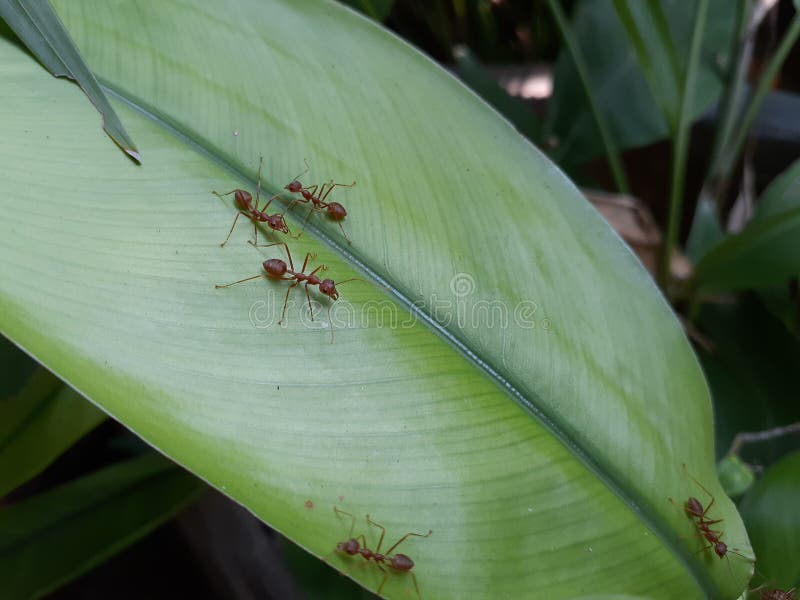 Ants Relationship during Hunting Food Stock Image - Image of grass ...