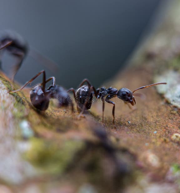 The Ants Relaxing on a Tree Branch Stock Photo - Image of flower ...
