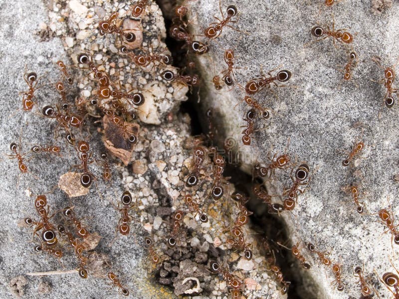 Ants on rock stock image. Image of crack, cavity, macro - 588263