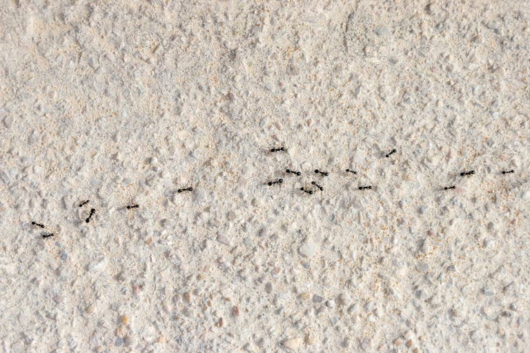 Ants row running stock image. Image of conformity, ecology - 89017623