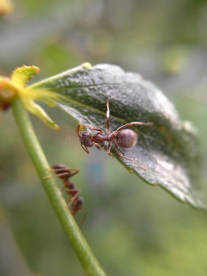 Ants Running Around on the Leaves of the Plant. I Stock Photo - Image ...